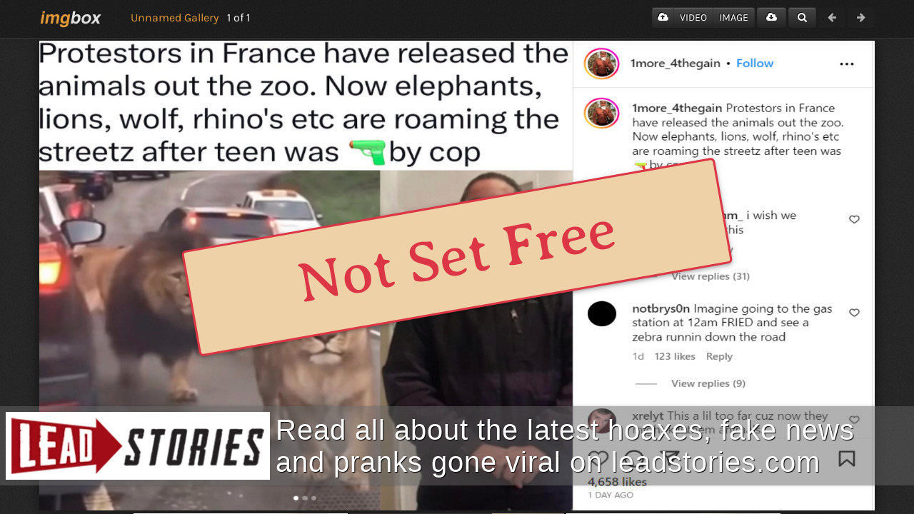 Fact Check: Video Does NOT Show Animals 'Roaming The Streetz' After ...