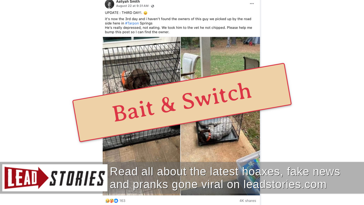 Fact Check: Posts With Same Lost Dog In Multiple Cities Are NOT Authentic -- Bait & Switch For ...