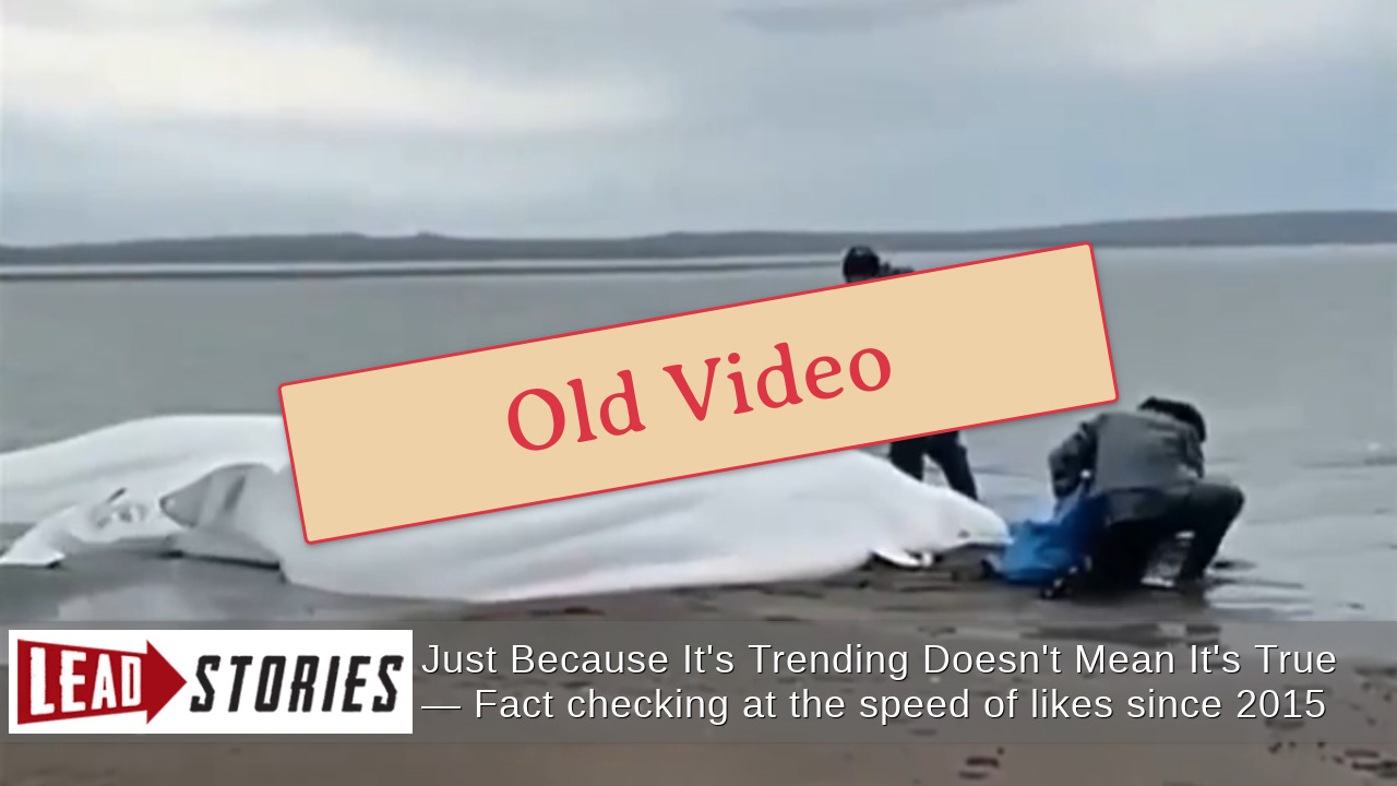Fact Check: Video Showing Five Stranded Beluga Whales Was NOT Filmed ...