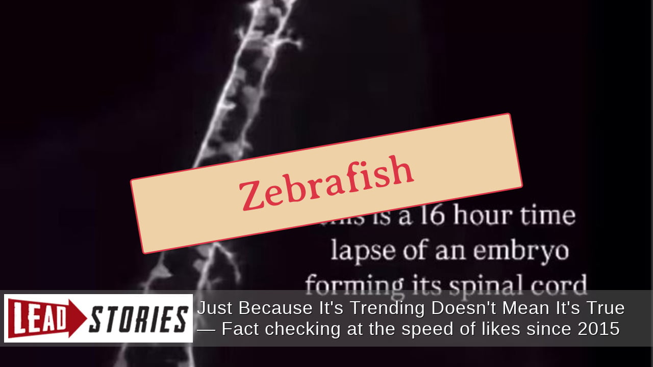 Fact Check: Timelapse Shows Zebrafish Nervous System Developing In ...