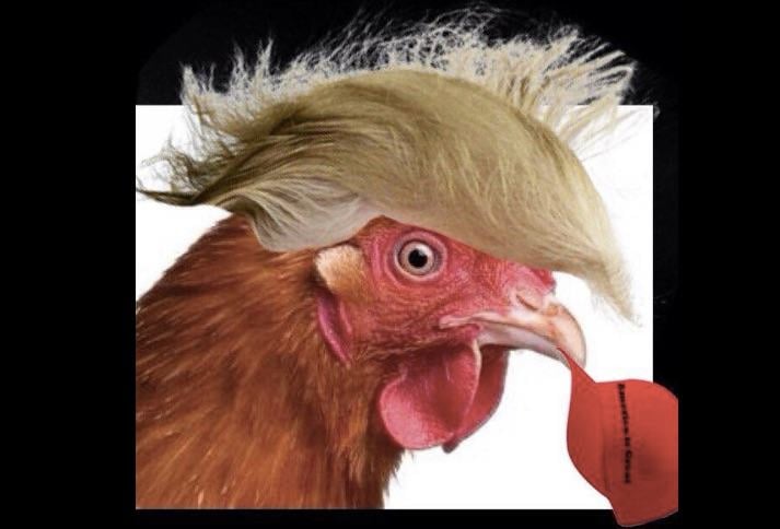 #ChickenTrump: Best Sanders' Reactions To Donald Trump Backing Out Of ...